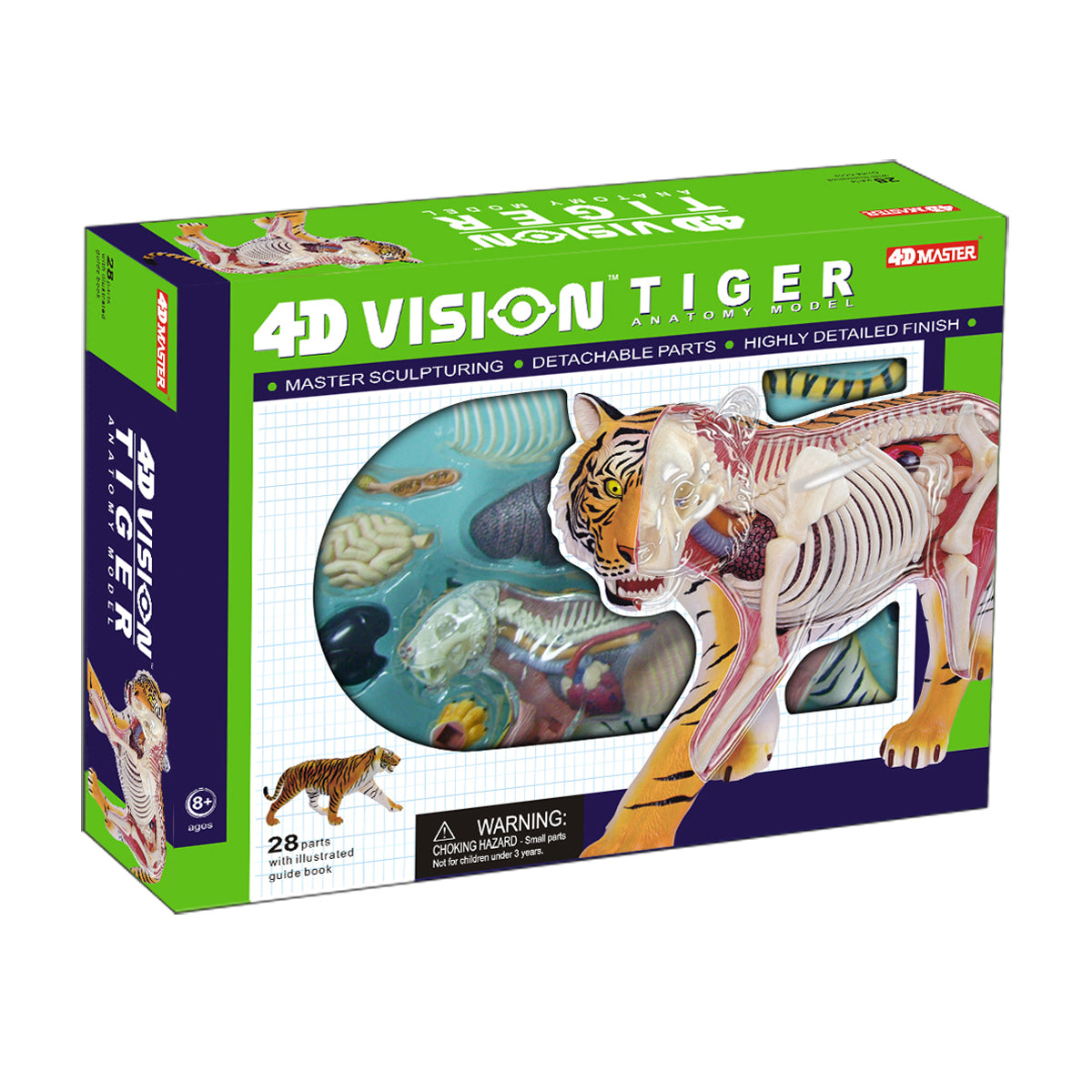 4D Vision Tiger Anatomy Model | 3D Puzzle | AreYouGame – AreYouGame.com